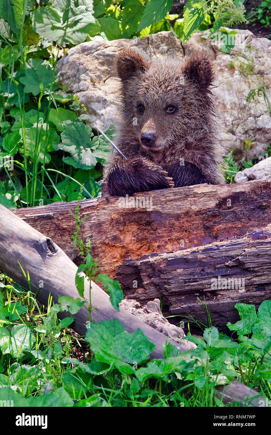 Friendly bear cub hi-res stock photography and images - Alamy