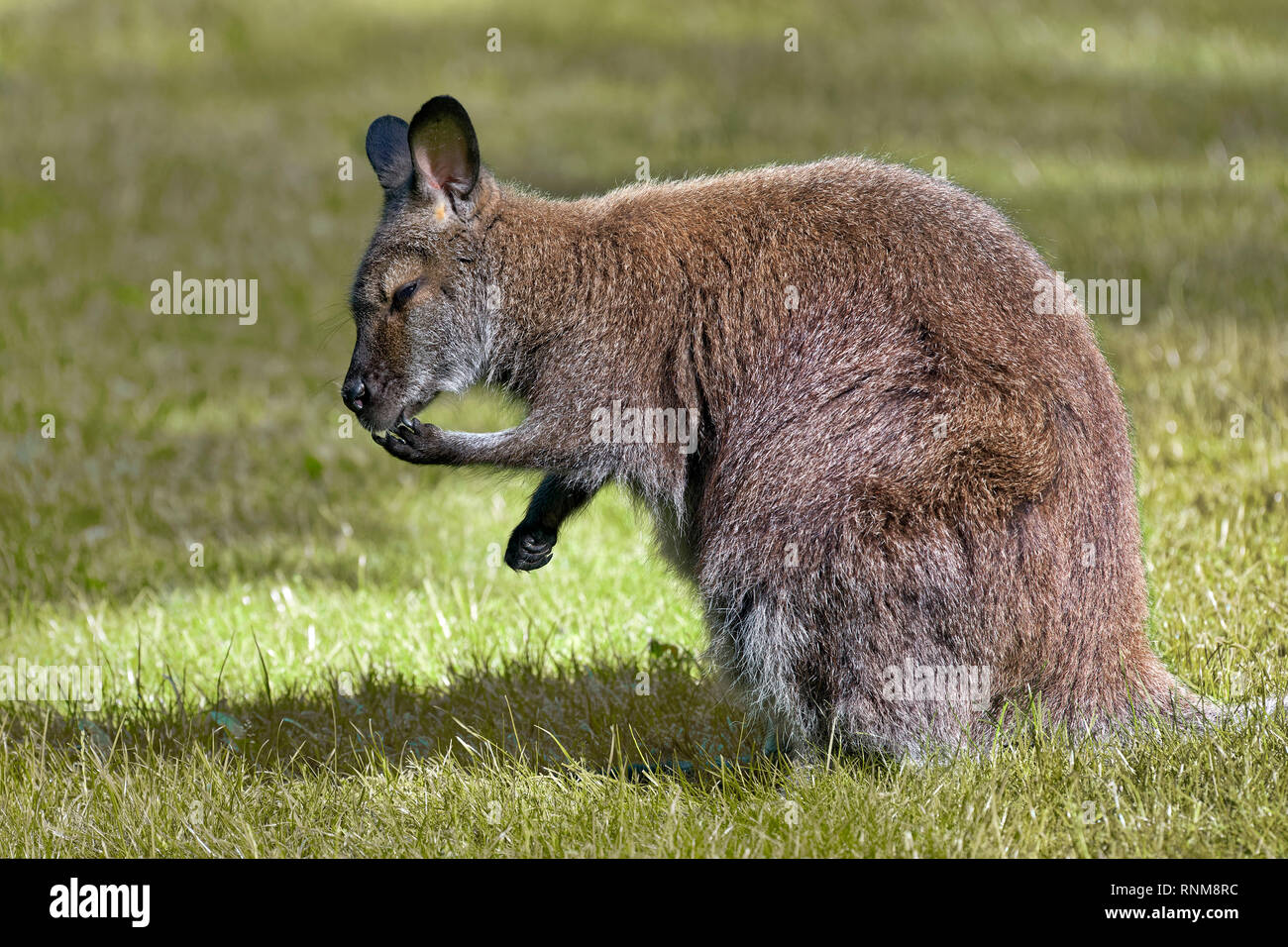 Macropus rufogriseus picture hi-res stock photography and images - Alamy