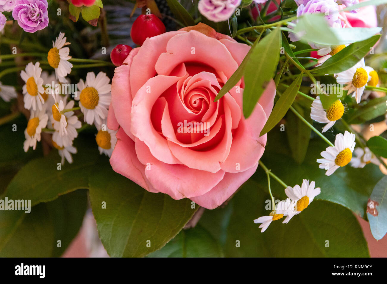blooming pink rose Stock Photo - Alamy