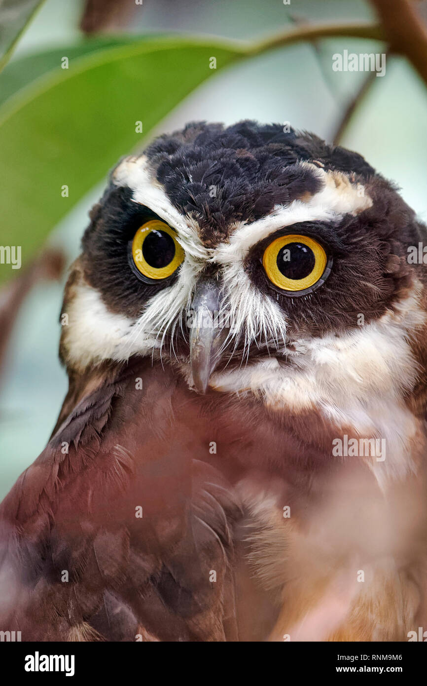 Spectacled owl hi-res stock photography and images - Alamy