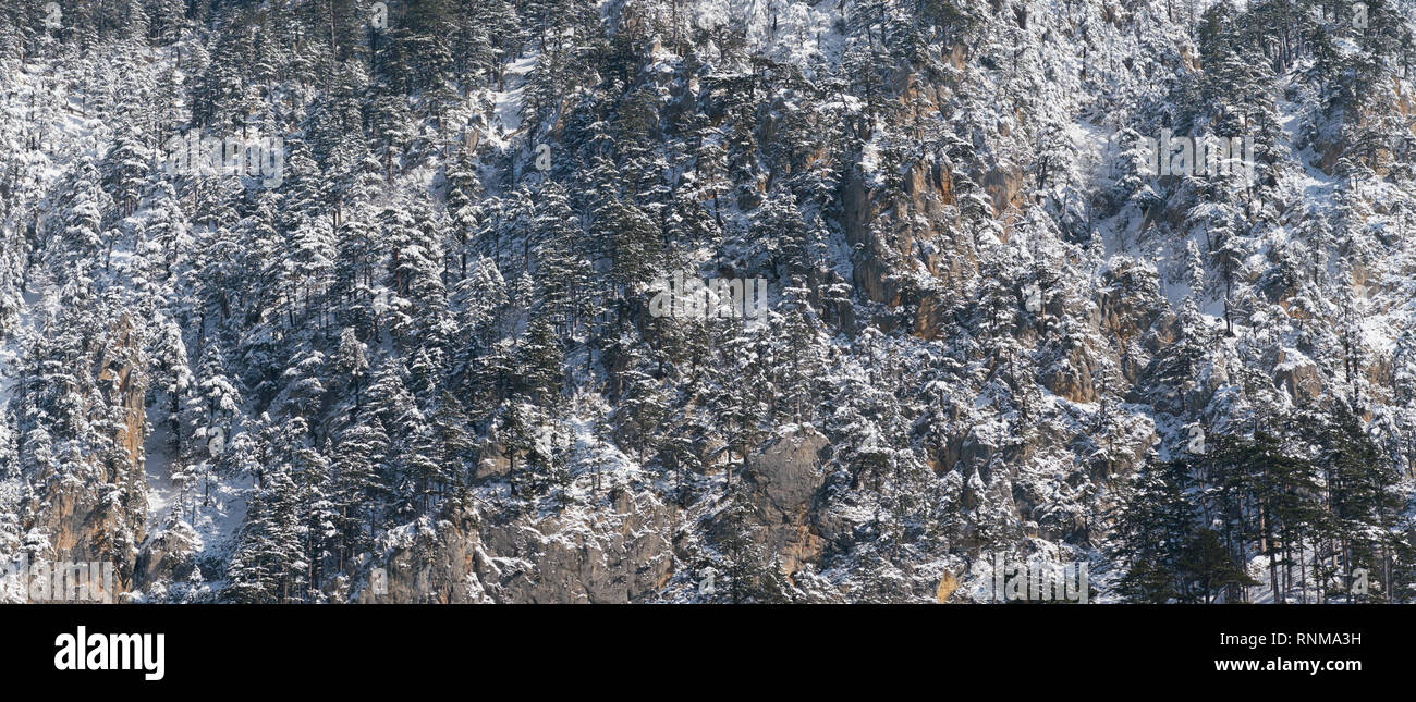 background from a vertical rock with a coniferous forest growing on it ...