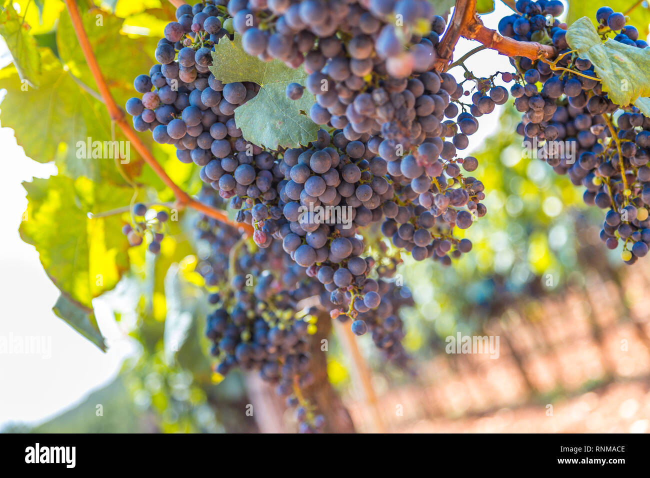 Ripe Vinegrapes on a farm Stock Photo - Alamy