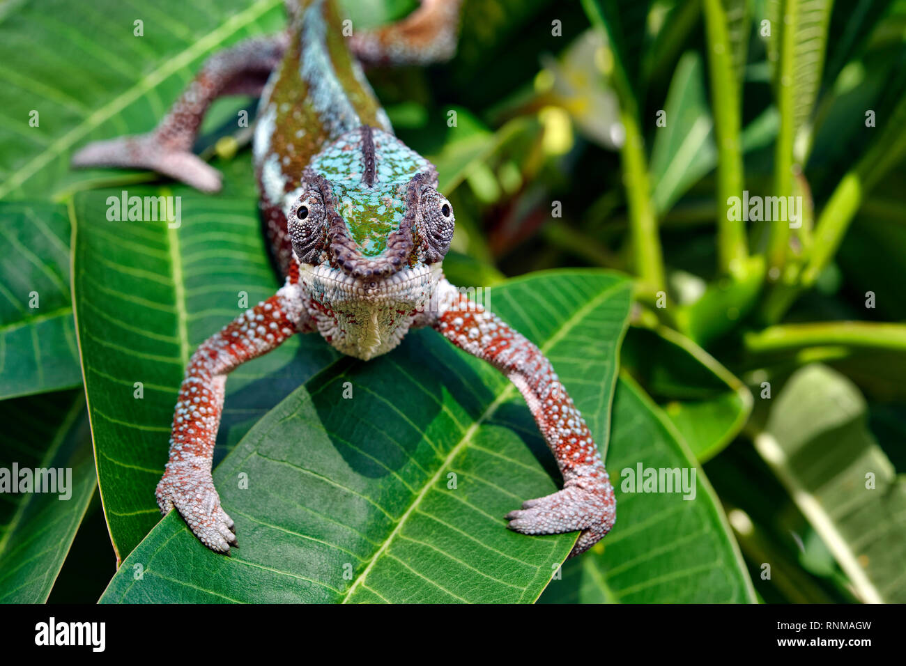Furcifer hi-res stock photography and images - Alamy