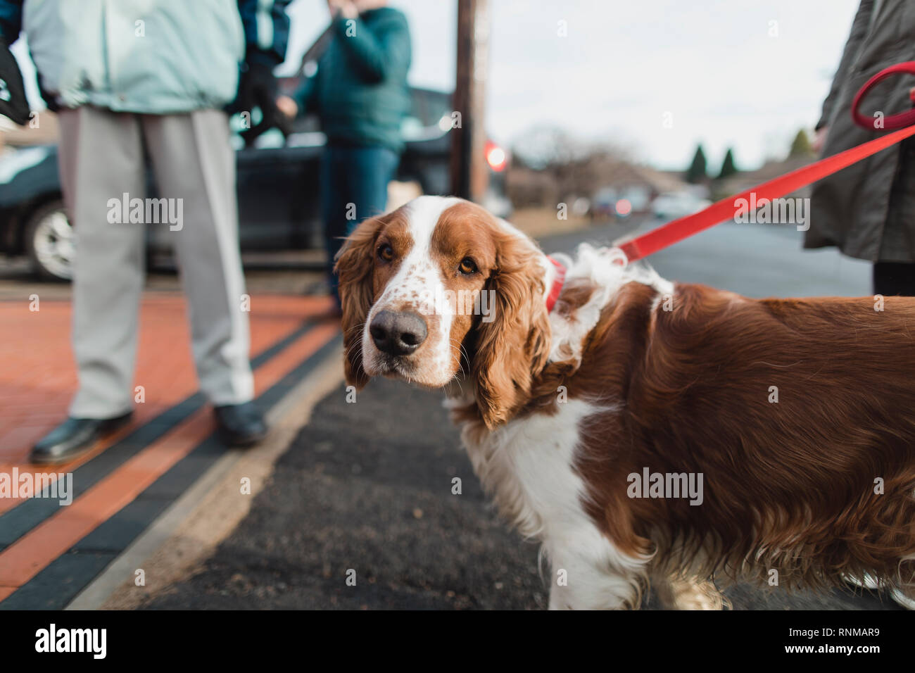 Springer Spaniel on a Walk Stock Photo - Alamy