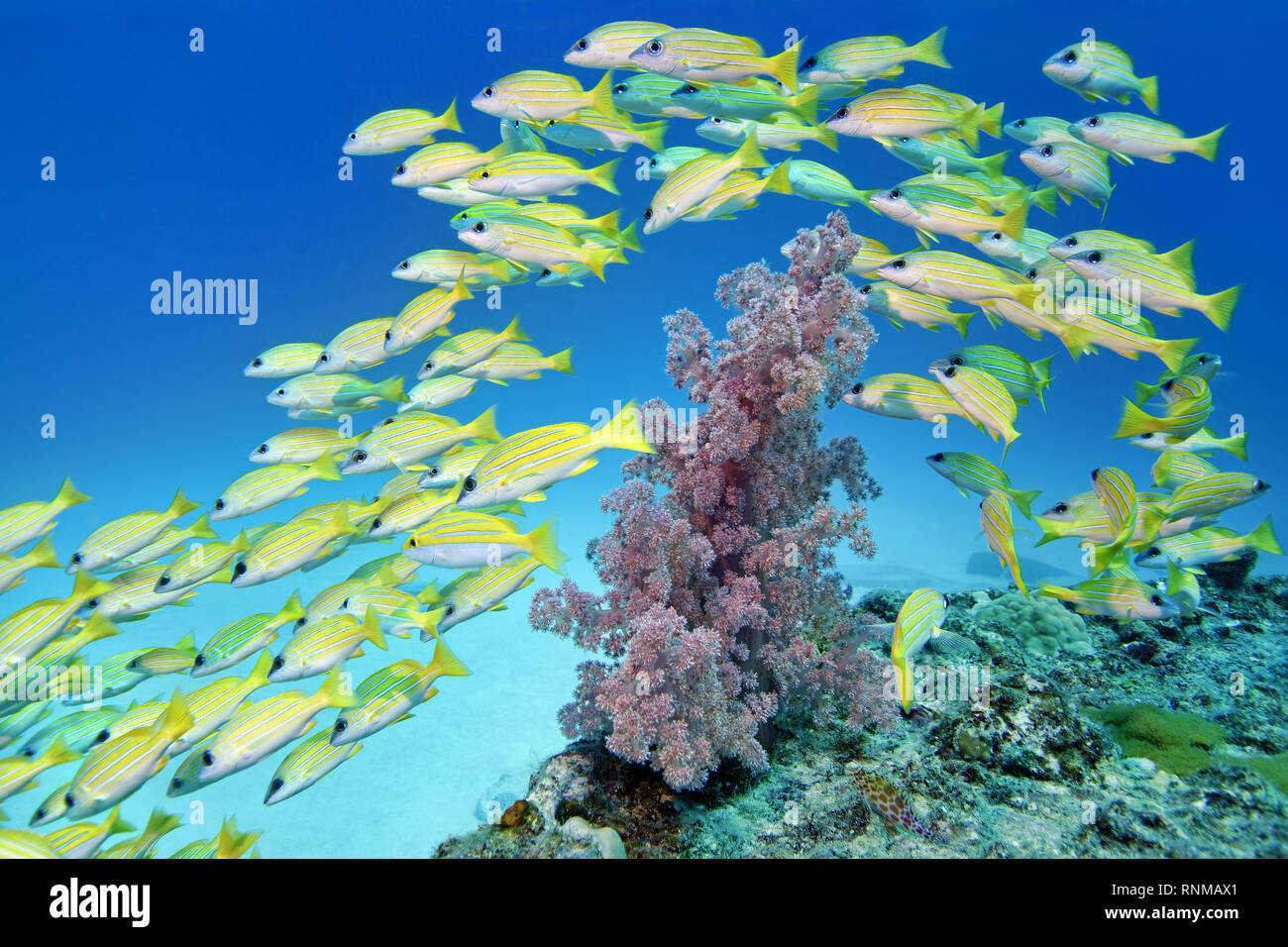 Shoal of bluelined snapper - Lutjanus kasmira Stock Photo - Alamy