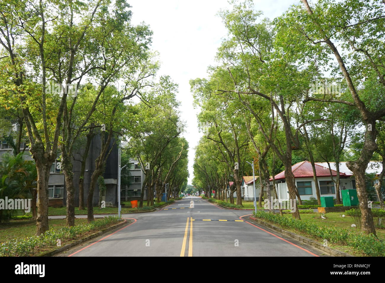 Straight road with green trees in Taoyuan, Taiwan Stock Photo - Alamy