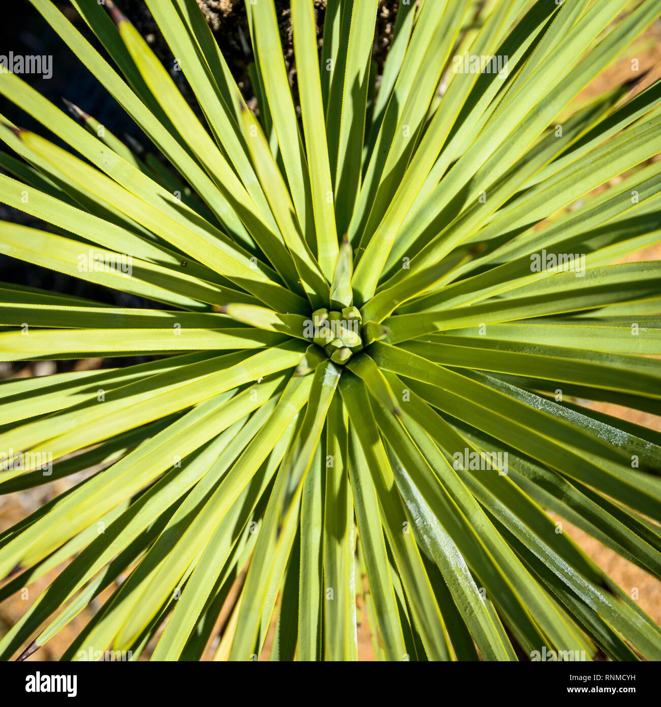 Radiating leaves of a Joshua Tree (Yucca brevifolia) from above, Joshua ...