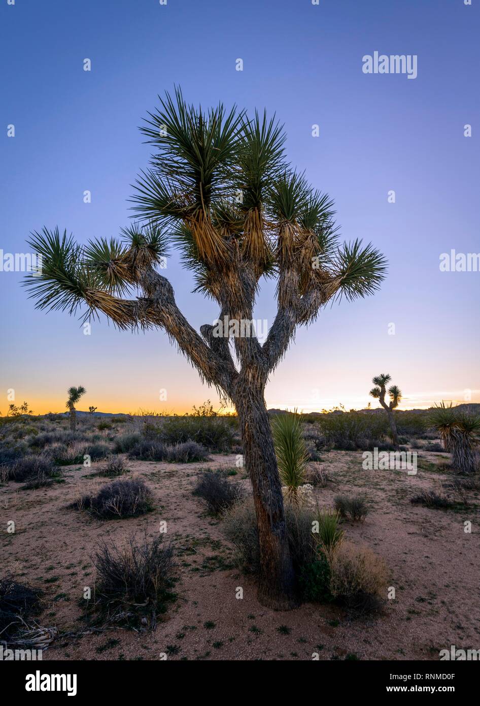 Desert Landscape, Joshua Tree (Yucca brevifolia) at sunset, White Tank ...