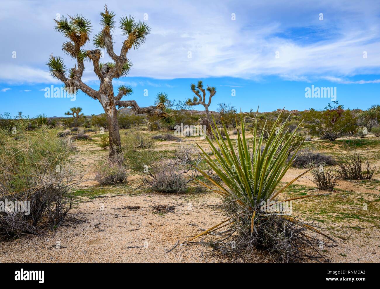 Joshua Tree (Yucca brevifolia), Desert Landscape, Arch Rock Nature ...