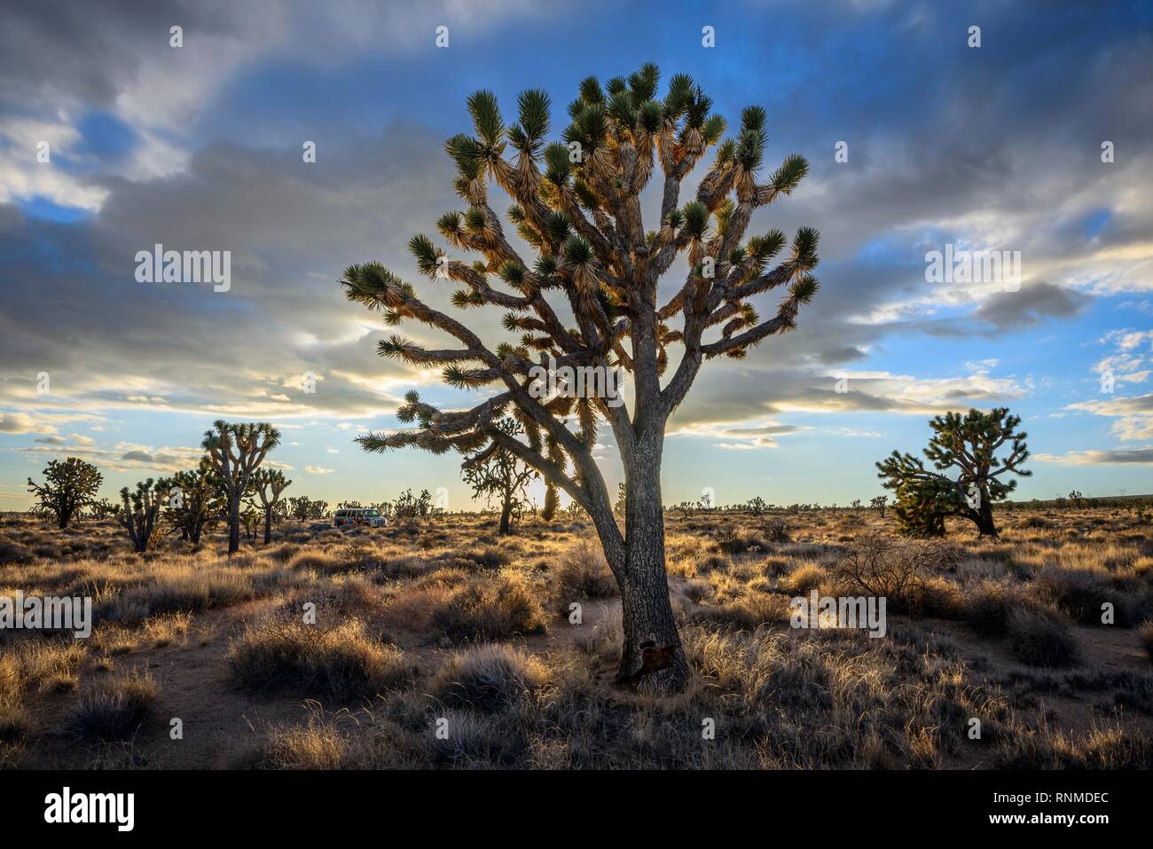 Joshua Trees (Yucca brevifolia) in Evening Light, Mojave Desert, Desert ...