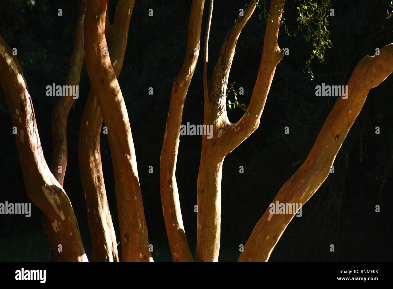 Arrayan hi-res stock photography and images - Alamy