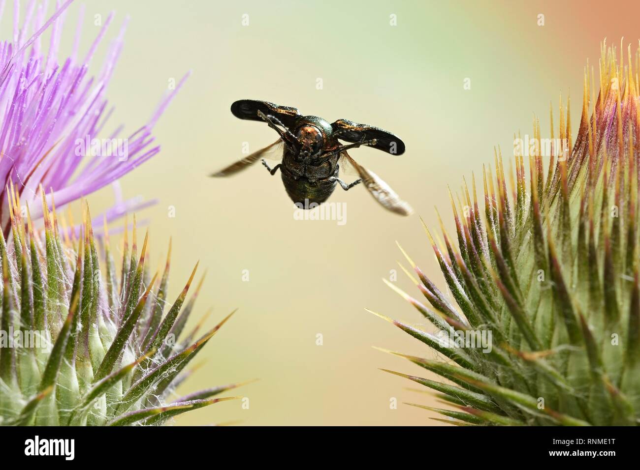 Cryptocephalus sericeus (Cryptocephalus sericeus) in flight on the ...
