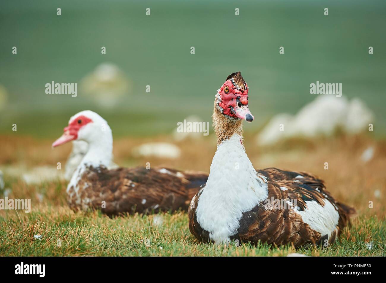 Muscovy ducks (Cairina moschata) sitting in grass, Crete, Greece Stock ...