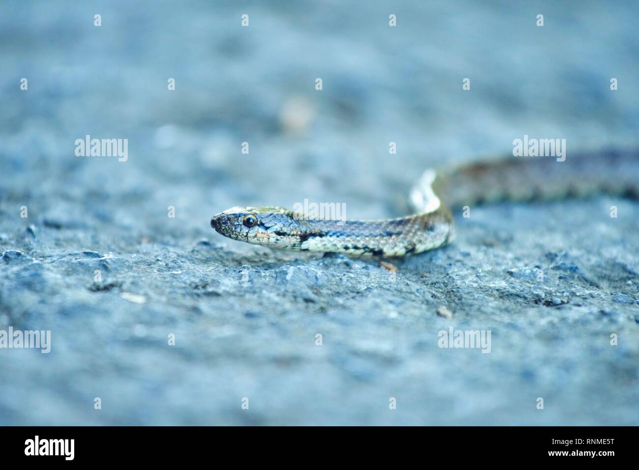 Southern smooth snake coronella girondica hi-res stock photography and ...