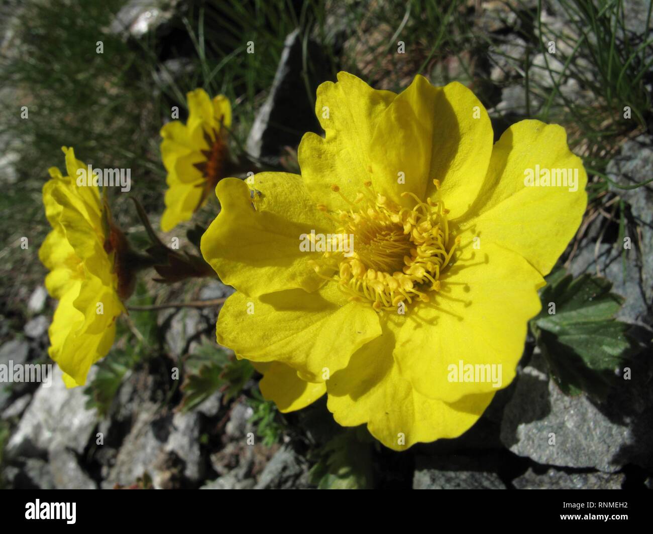 Geum Reptans High Resolution Stock Photography and Images - Alamy