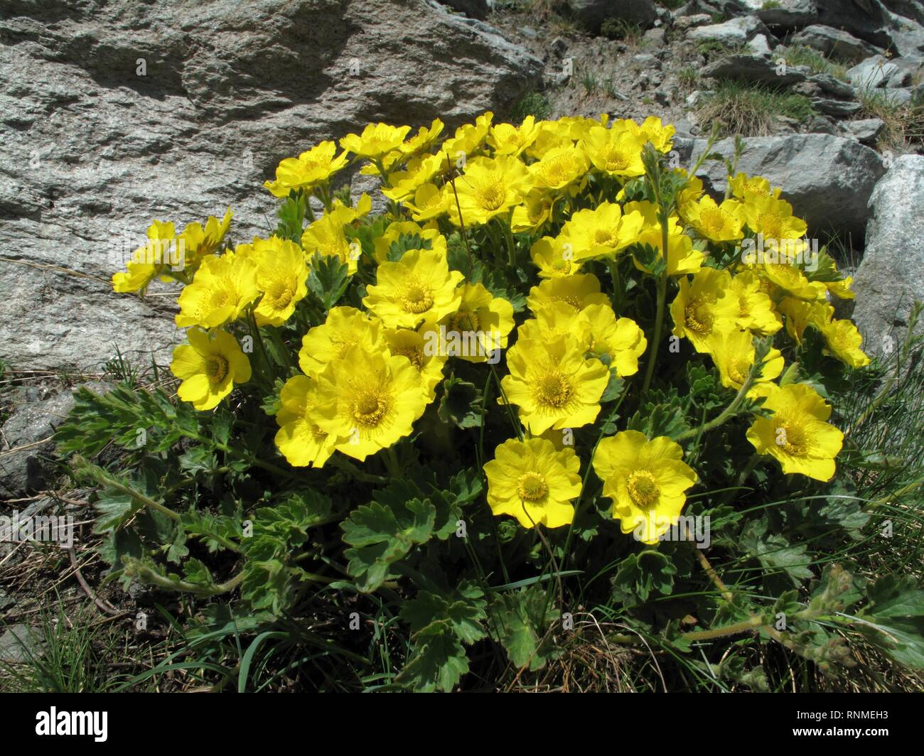 Geum Reptans High Resolution Stock Photography and Images - Alamy