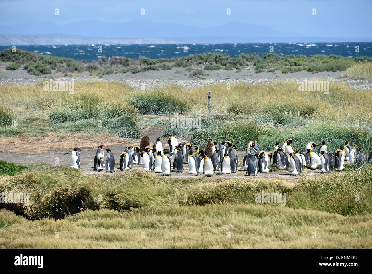 Rey pingüino hi-res stock photography and images - Alamy