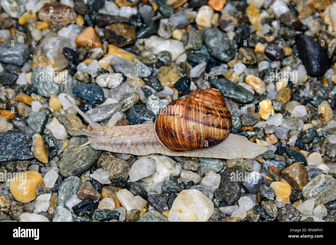 Snail with brown shell on the ground, open antenas, rocks background ...