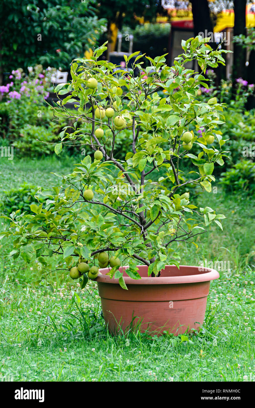 Lemon tree with fruits in a brown flower pot Stock Photo - Alamy