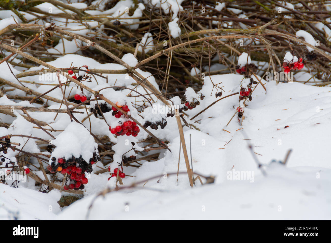 Dry berries in the forest hi-res stock photography and images - Alamy