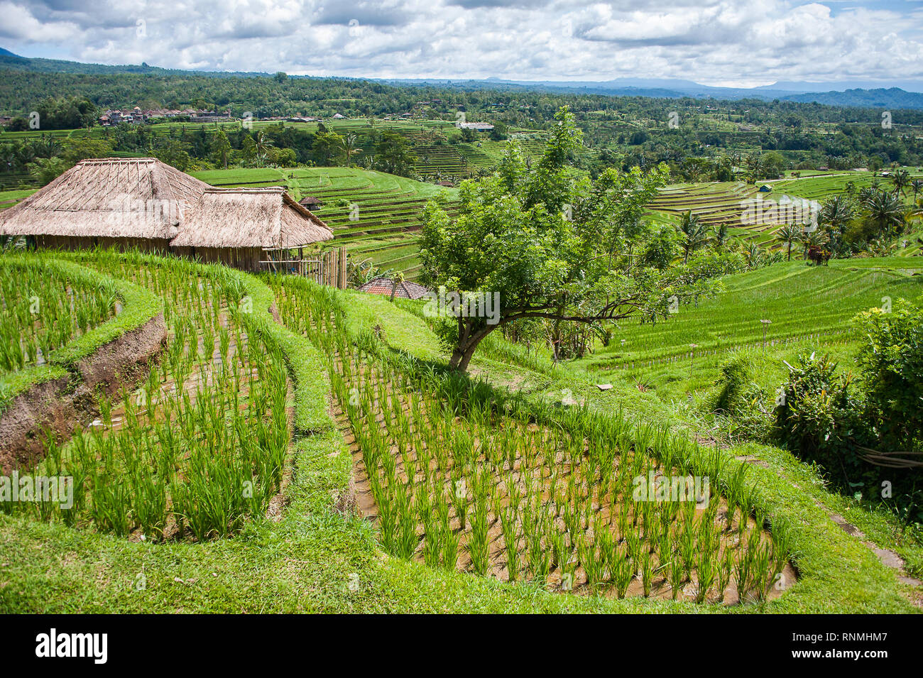 Jatiluwih Rice Terraces, Bali. Beautiful landscape, fresh green rice ...
