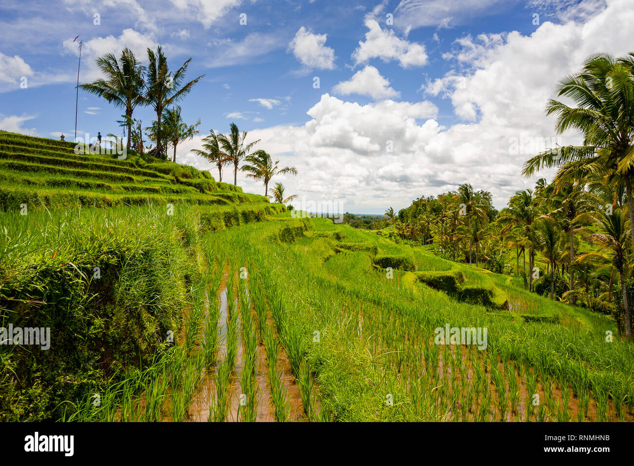 Jatiluwih Rice Terraces, Bali. Beautiful landscape, fresh green rice ...