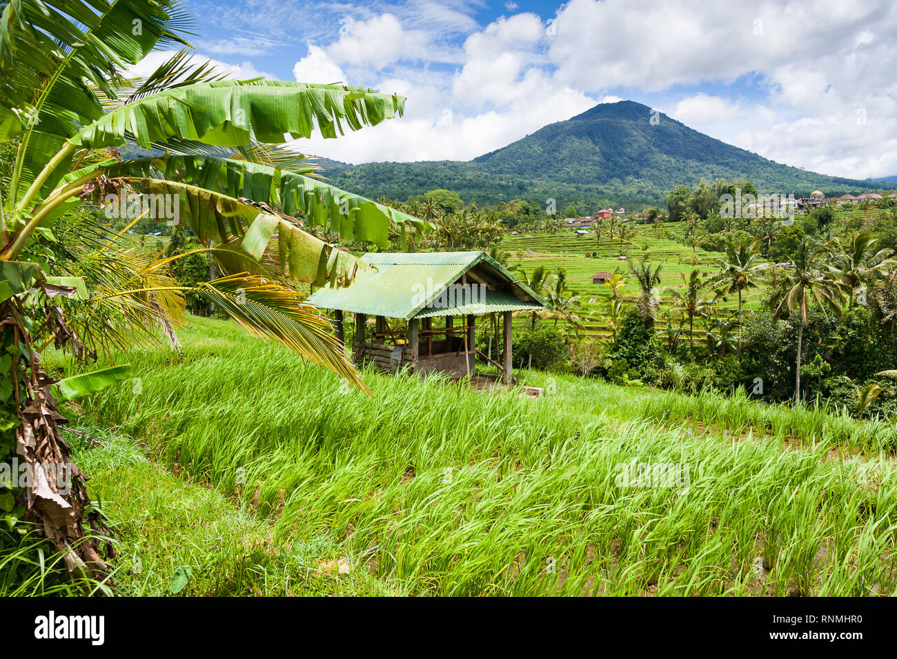 Jatiluwih Rice Terraces, Bali, Indonesia. Beautiful highland landscape ...