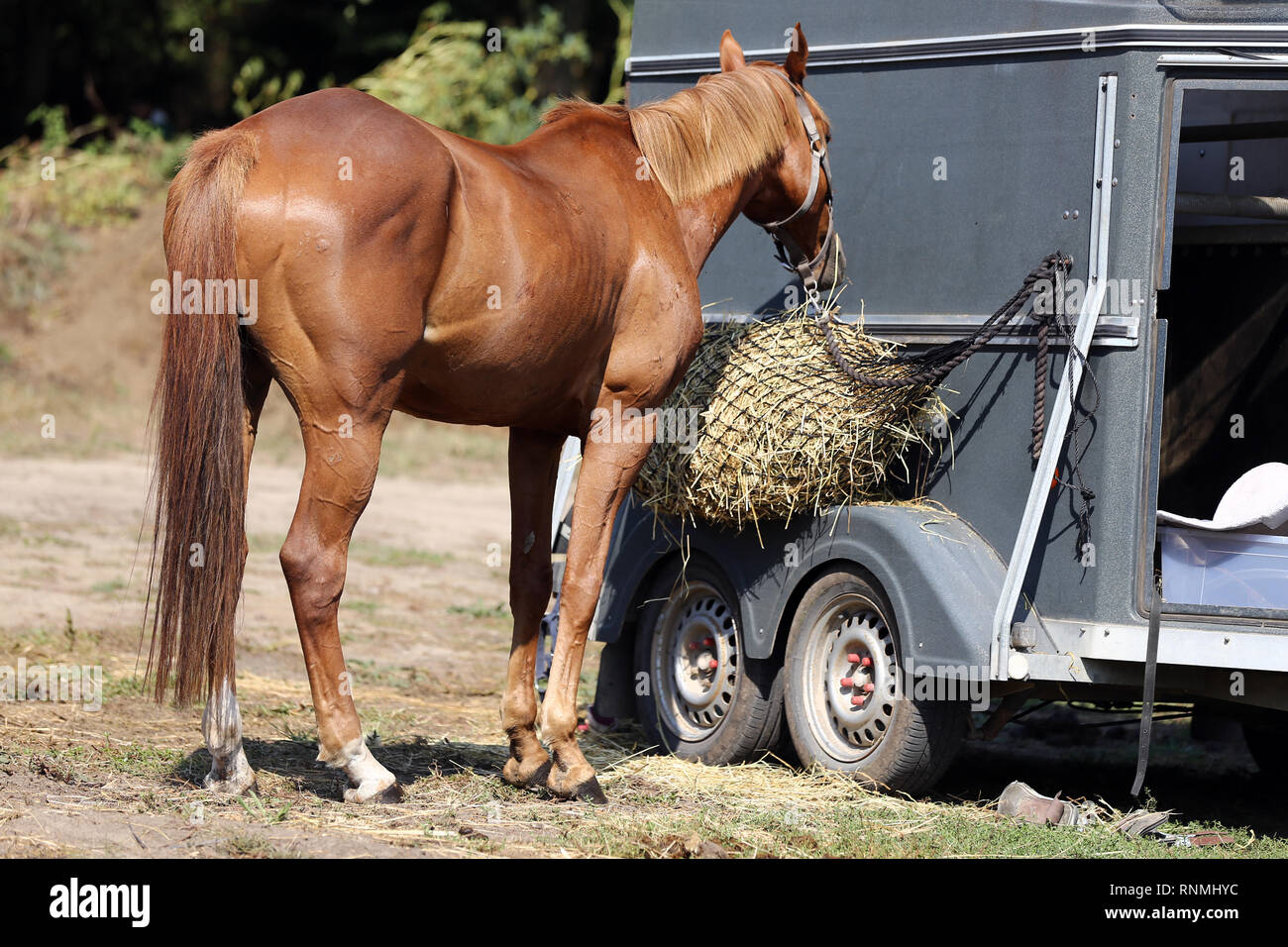 Horse trailer parked near racetrack Stock Photo - Alamy