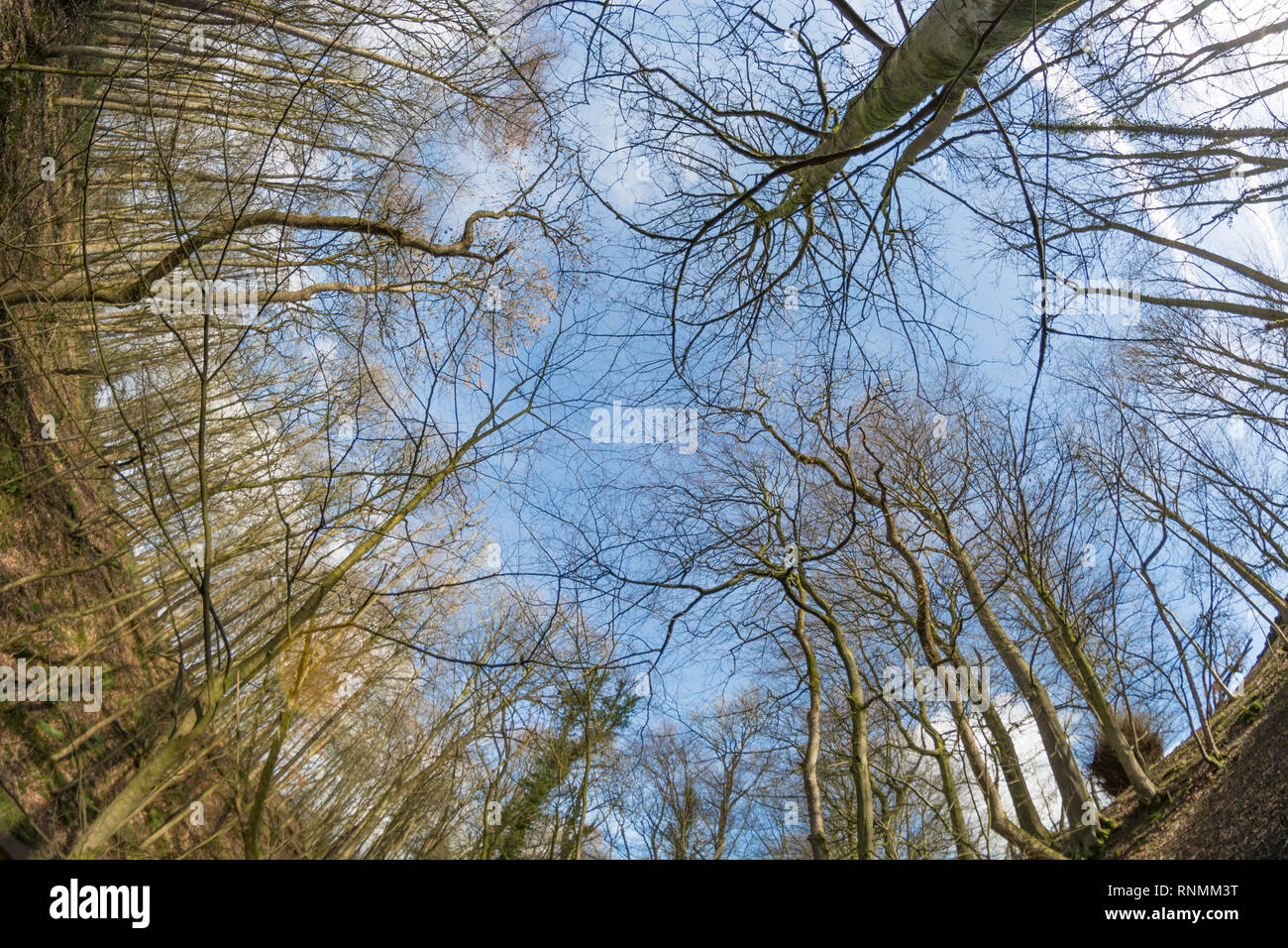 Wide angle woodland hi-res stock photography and images - Alamy