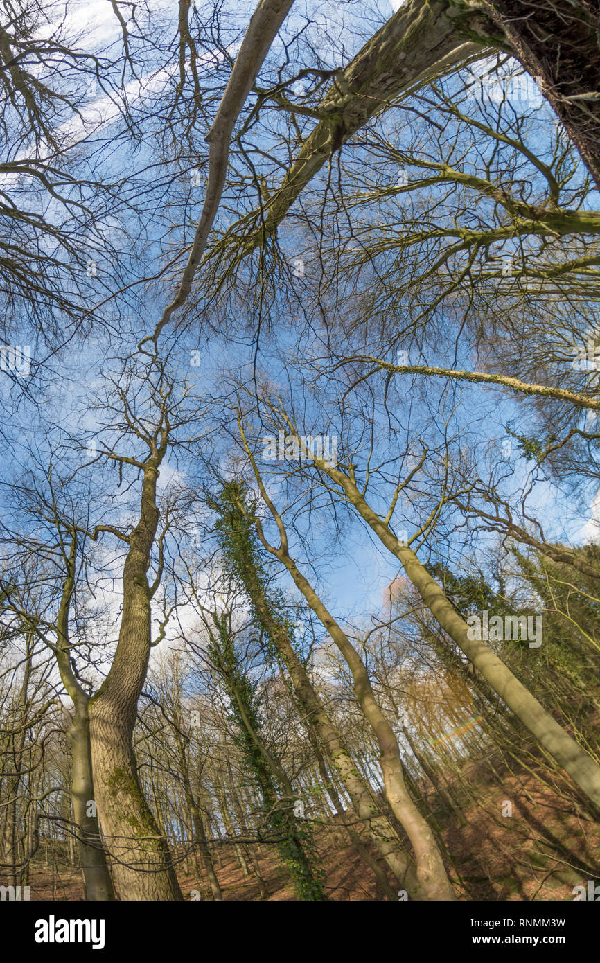 Wide angle woodland hi-res stock photography and images - Alamy
