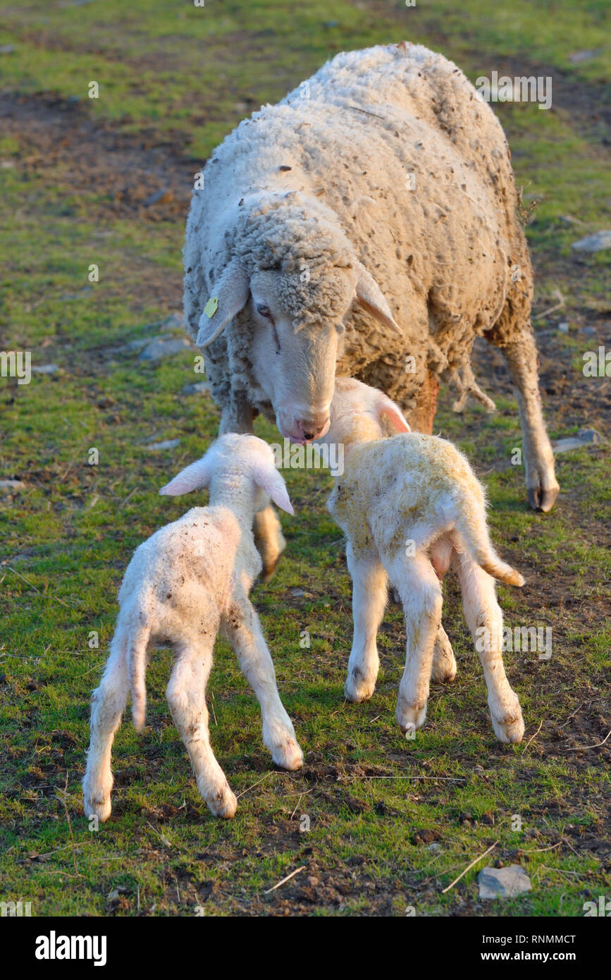 Sheep and two lambs on sunset field Stock Photo - Alamy