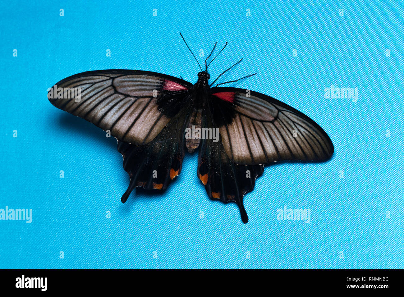 Colour sergeant butterfly hi-res stock photography and images - Alamy