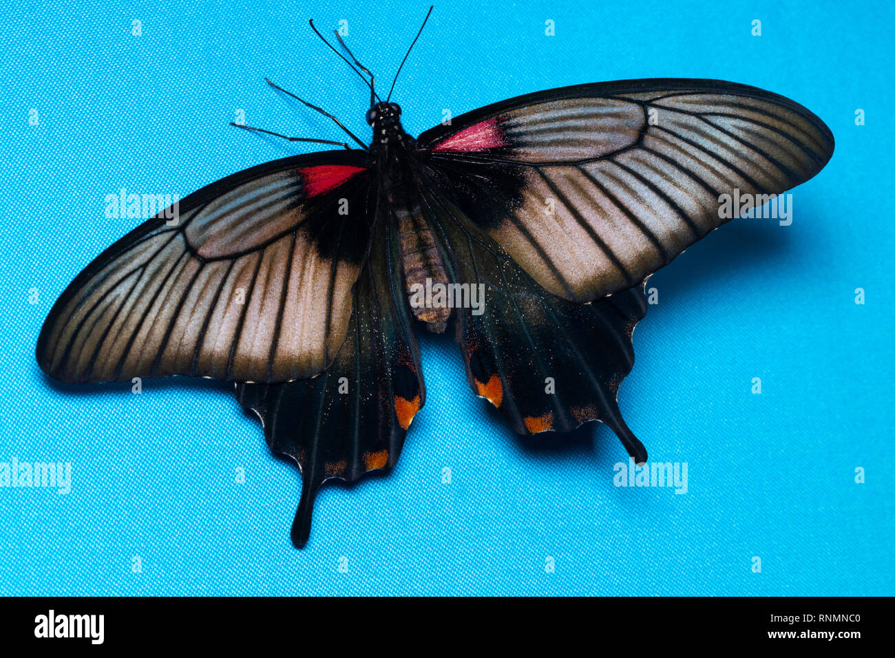 Colour sergeant butterfly hi-res stock photography and images - Alamy