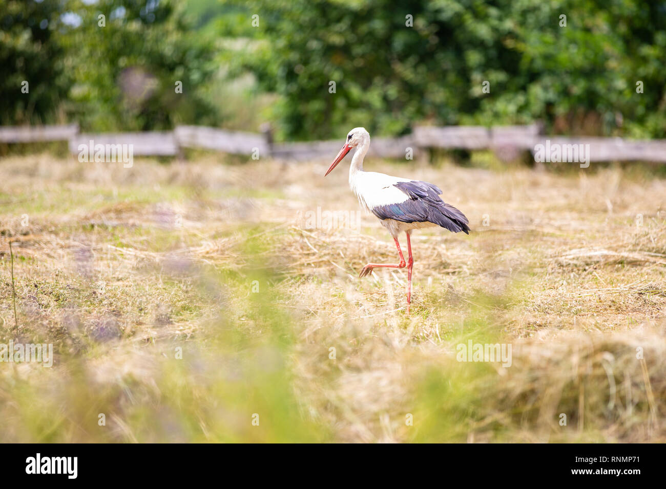 Stork walking through the meadow Stock Photo - Alamy
