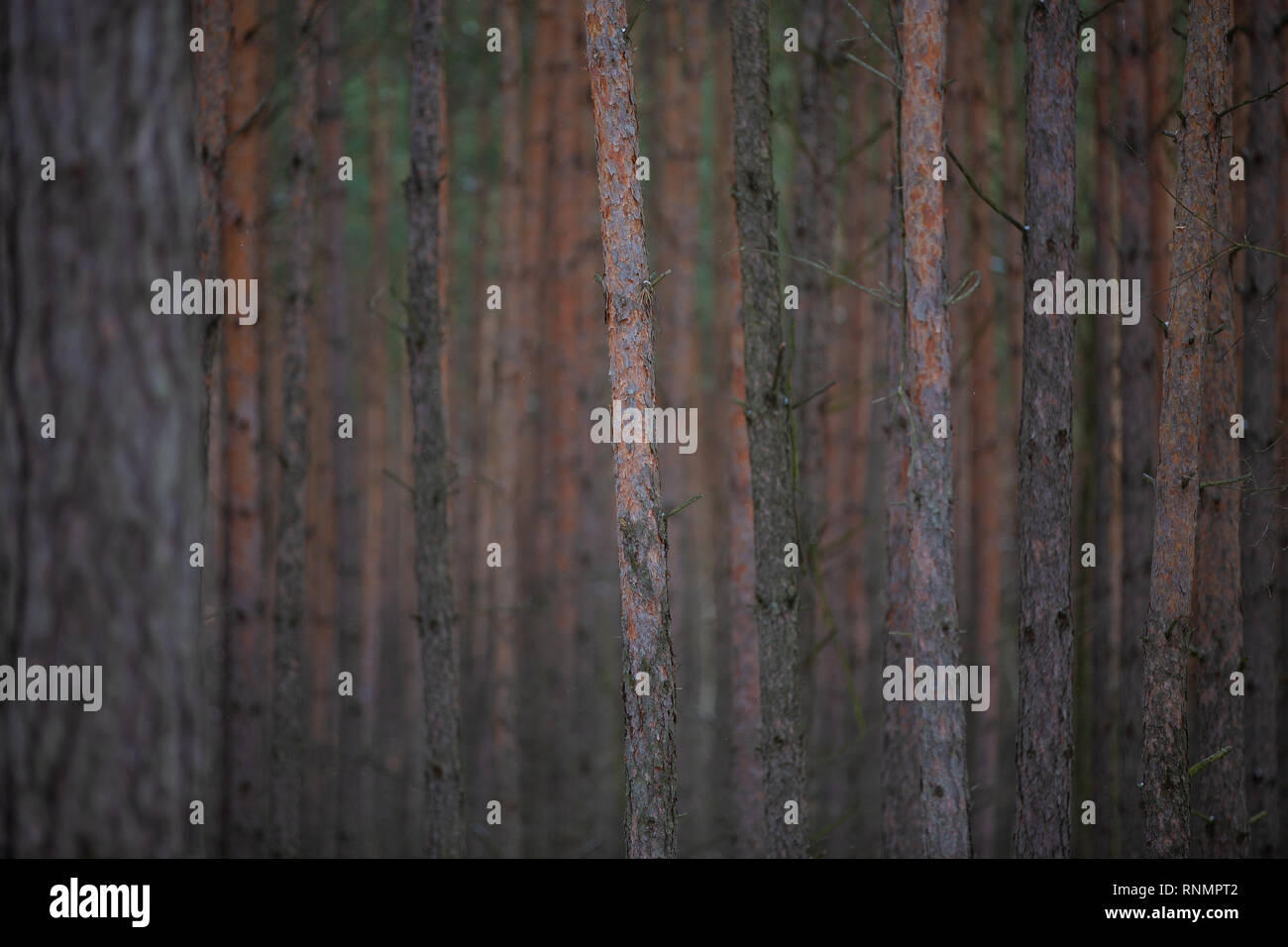 Pine forest. Small depth of field Stock Photo - Alamy