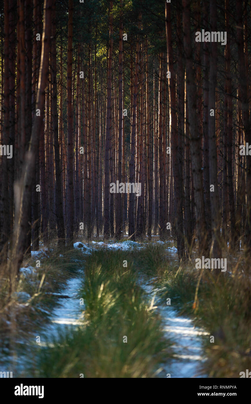 Pine tree path hi-res stock photography and images - Alamy