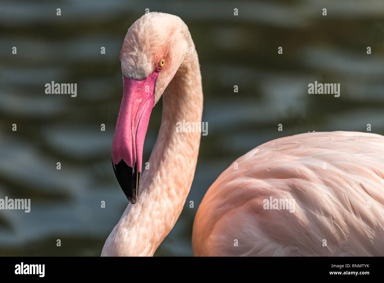 Pink Flamingo side shot - facing forward Stock Photo - Alamy