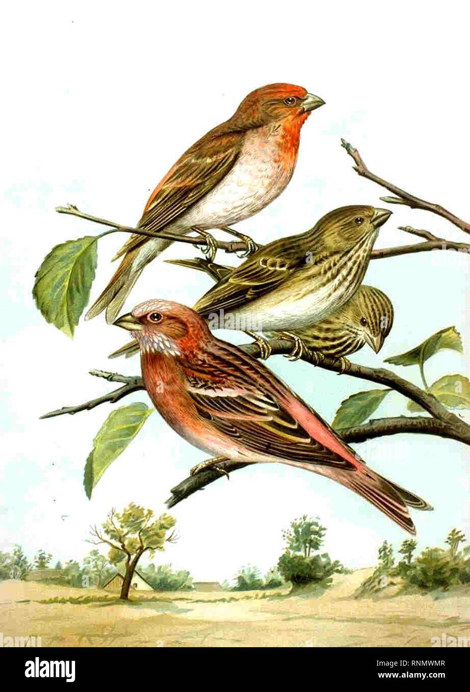 Carpodacus roseus hi-res stock photography and images - Alamy