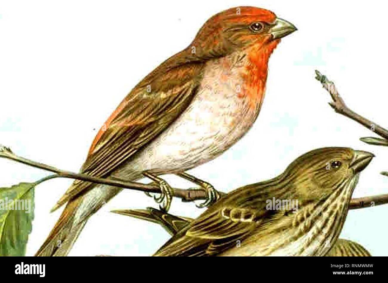 Carpodacus erythrinus NAUMANN Stock Photo - Alamy