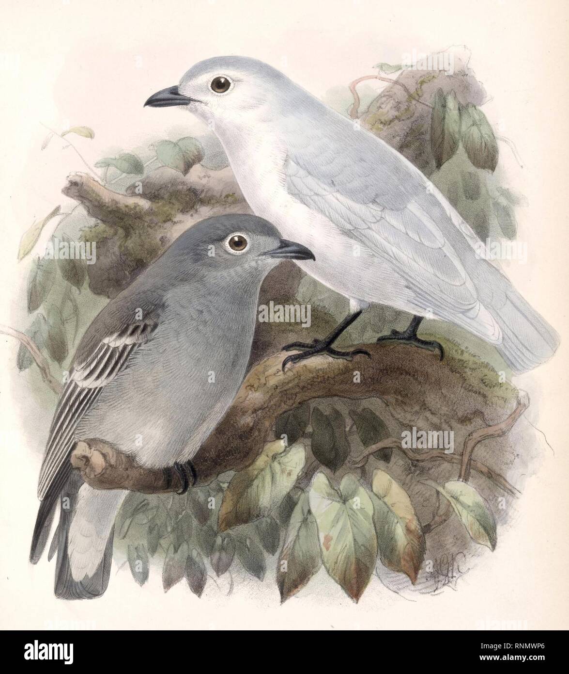 Nitidus hi-res stock photography and images - Alamy