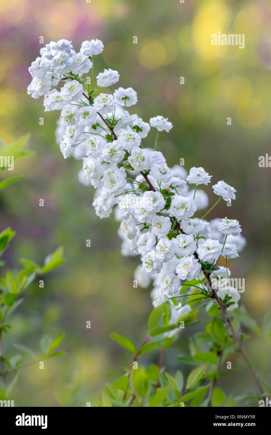 White flowers branch hi-res stock photography and images - Alamy