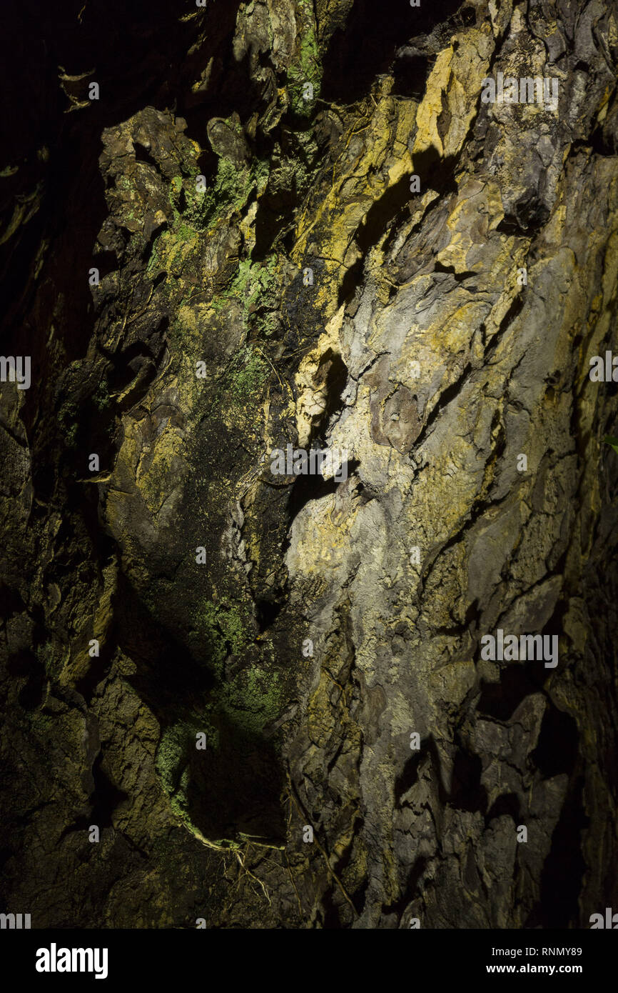 Scar tree hi-res stock photography and images - Alamy