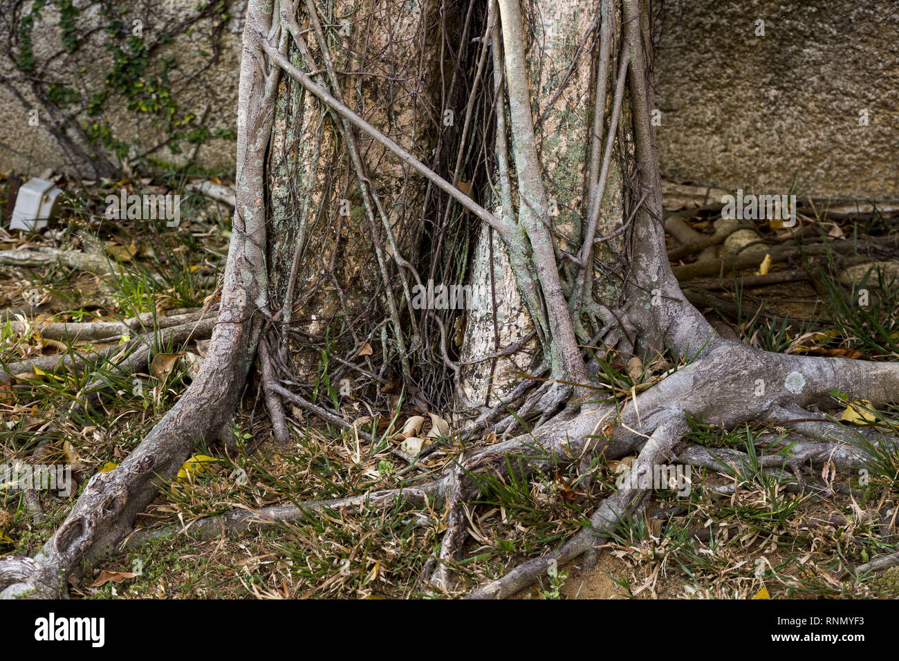 Roots of the tropical tree Stock Photo - Alamy