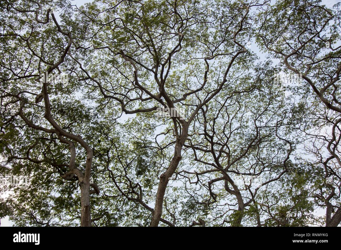 Branches of the rain trees Stock Photo - Alamy