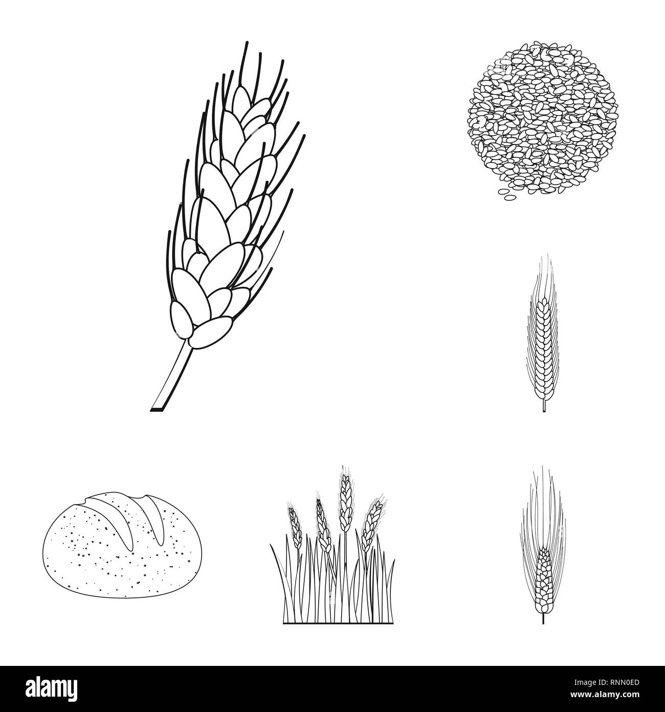 spring,bread,barley,spike,seeds,winter,seed,cereal,durum,breakfast ...