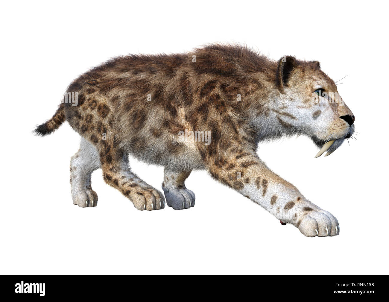 3D rendering of a sabertooth tiger on white Stock Photo - Alamy
