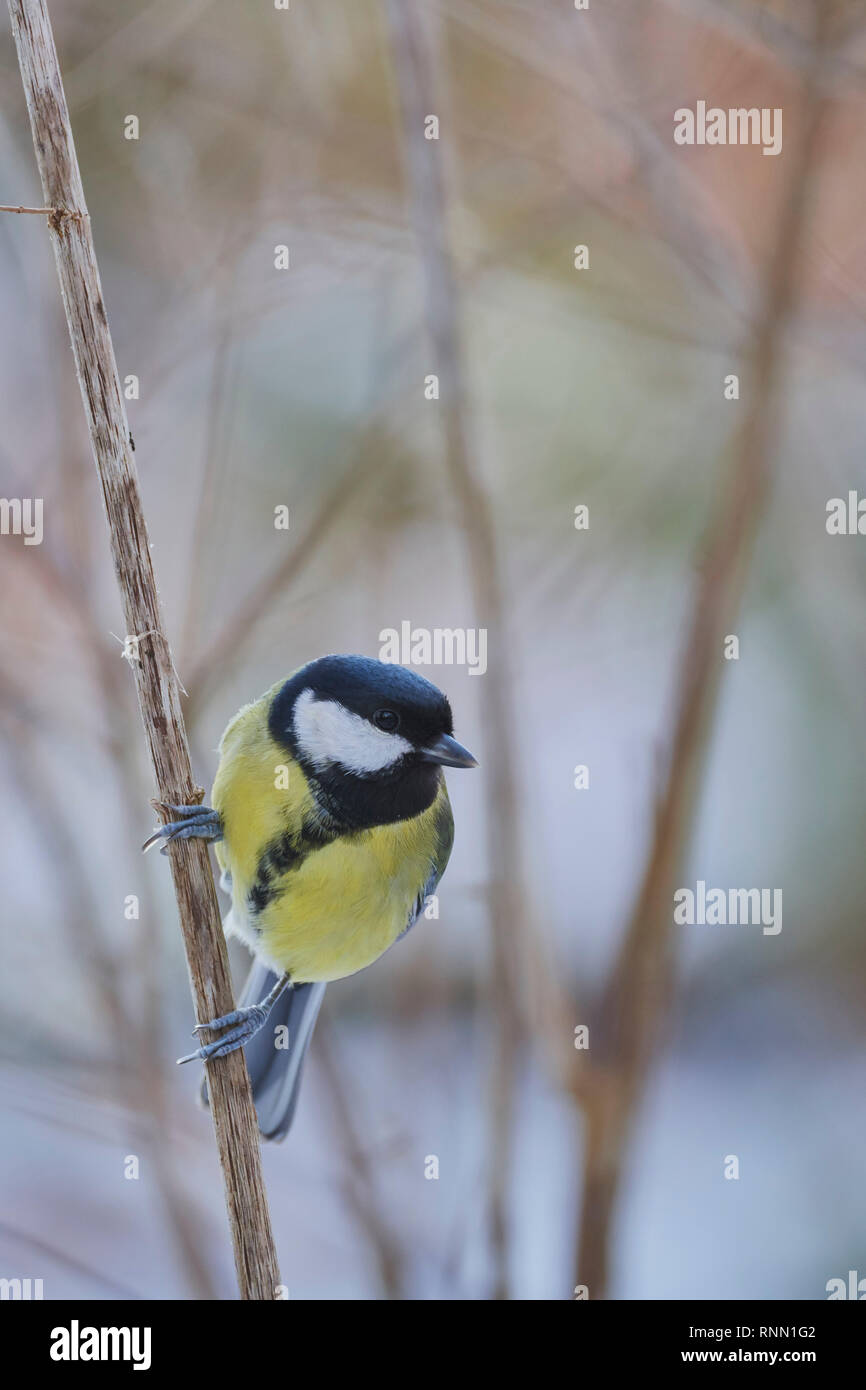 Female Great Tit, Parus major, in winter woodland, West Lothian ...
