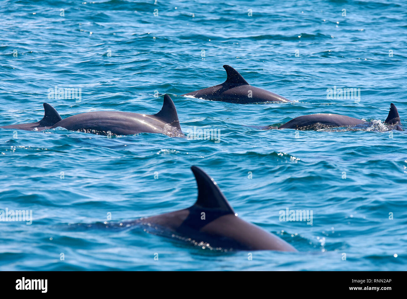 Cute dolphins hi-res stock photography and images - Alamy