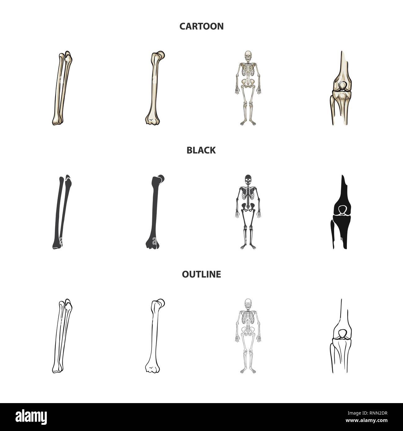 Human shin bone Stock Vector Images - Alamy