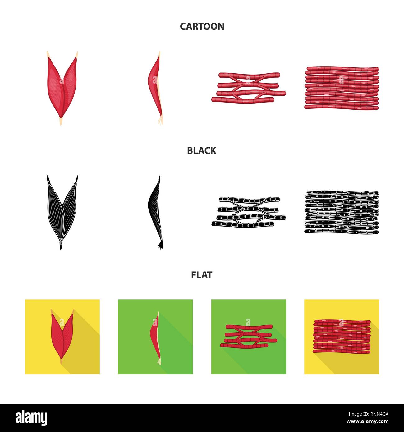 Vector design of fiber and muscular icon. Set of fiber and body stock ...